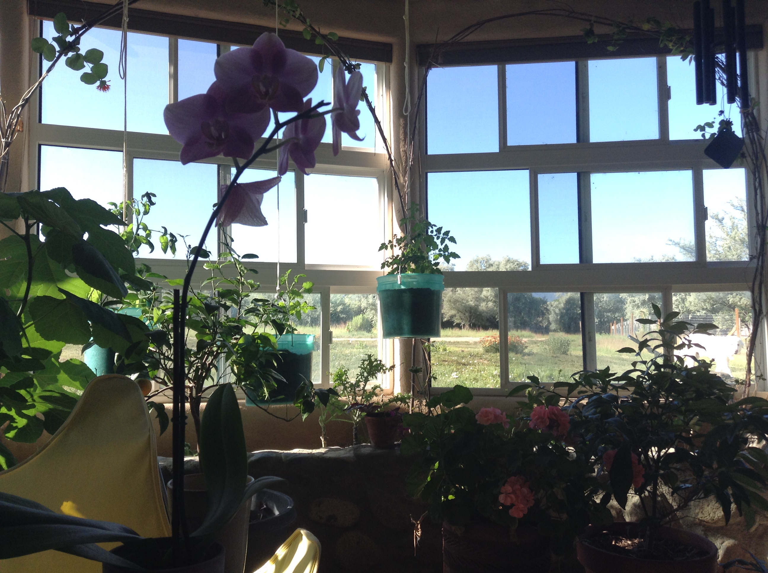 Dome Life - taoStyle