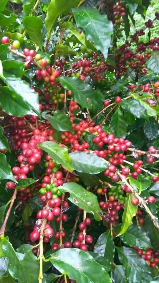 | Taste Pura Vida el café de Costa Rica