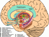 Limbic System