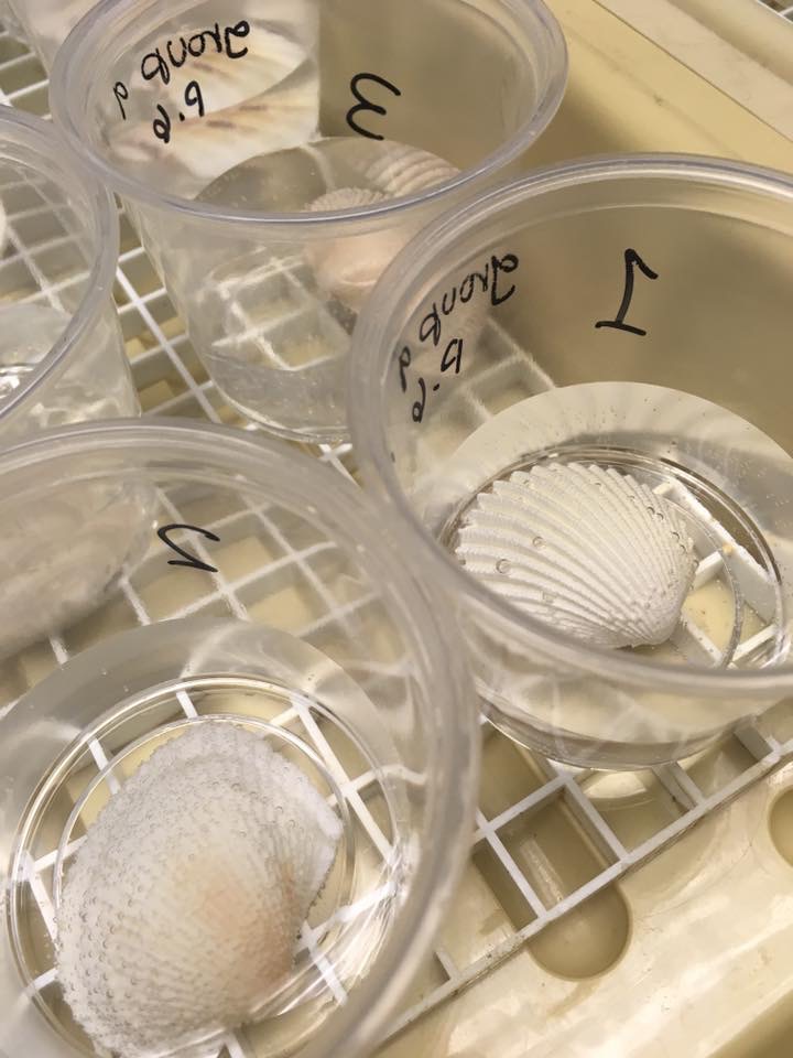 Ocean Acidification Experimental Design Lab - Teaching AP® Science