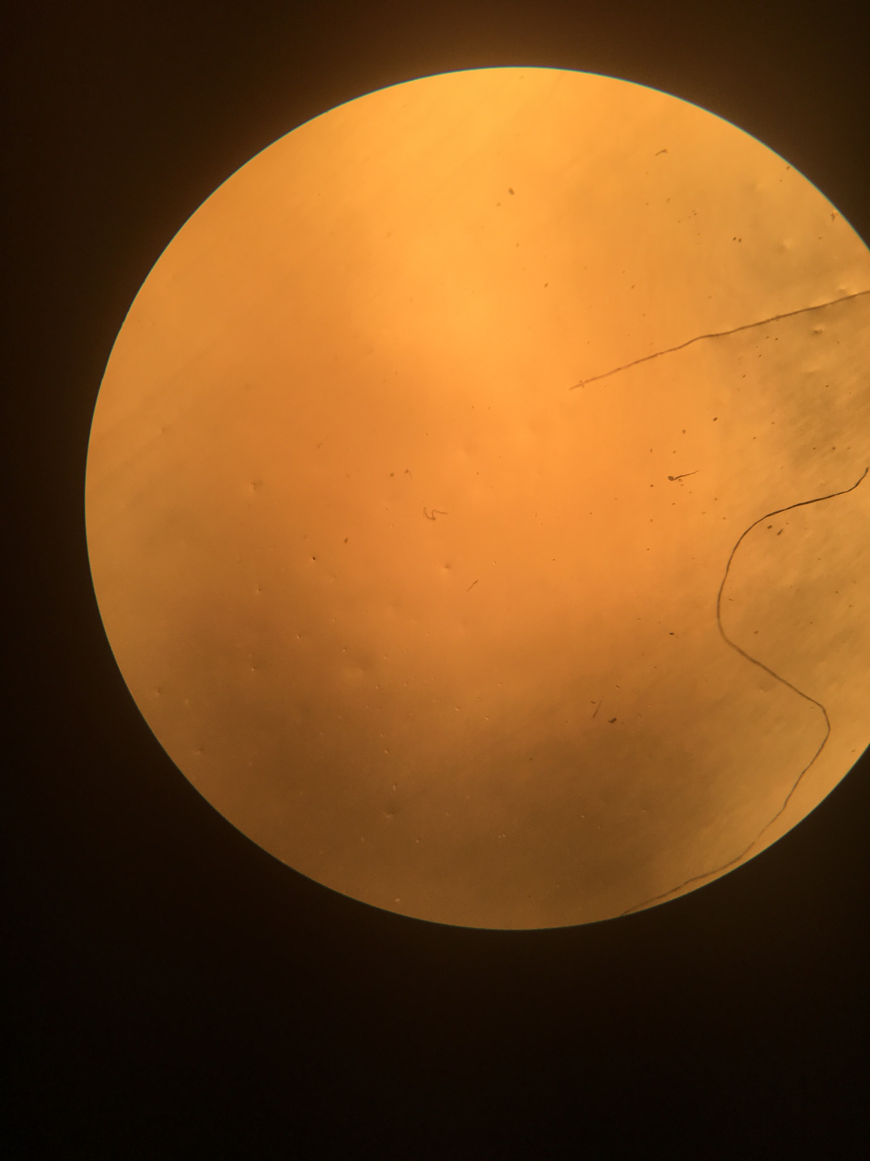 Air Pollution Lab-Airborne Particulates - Teaching AP® Science