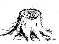 Trees, Forestry and Deforestation 5E - Teaching AP® Science