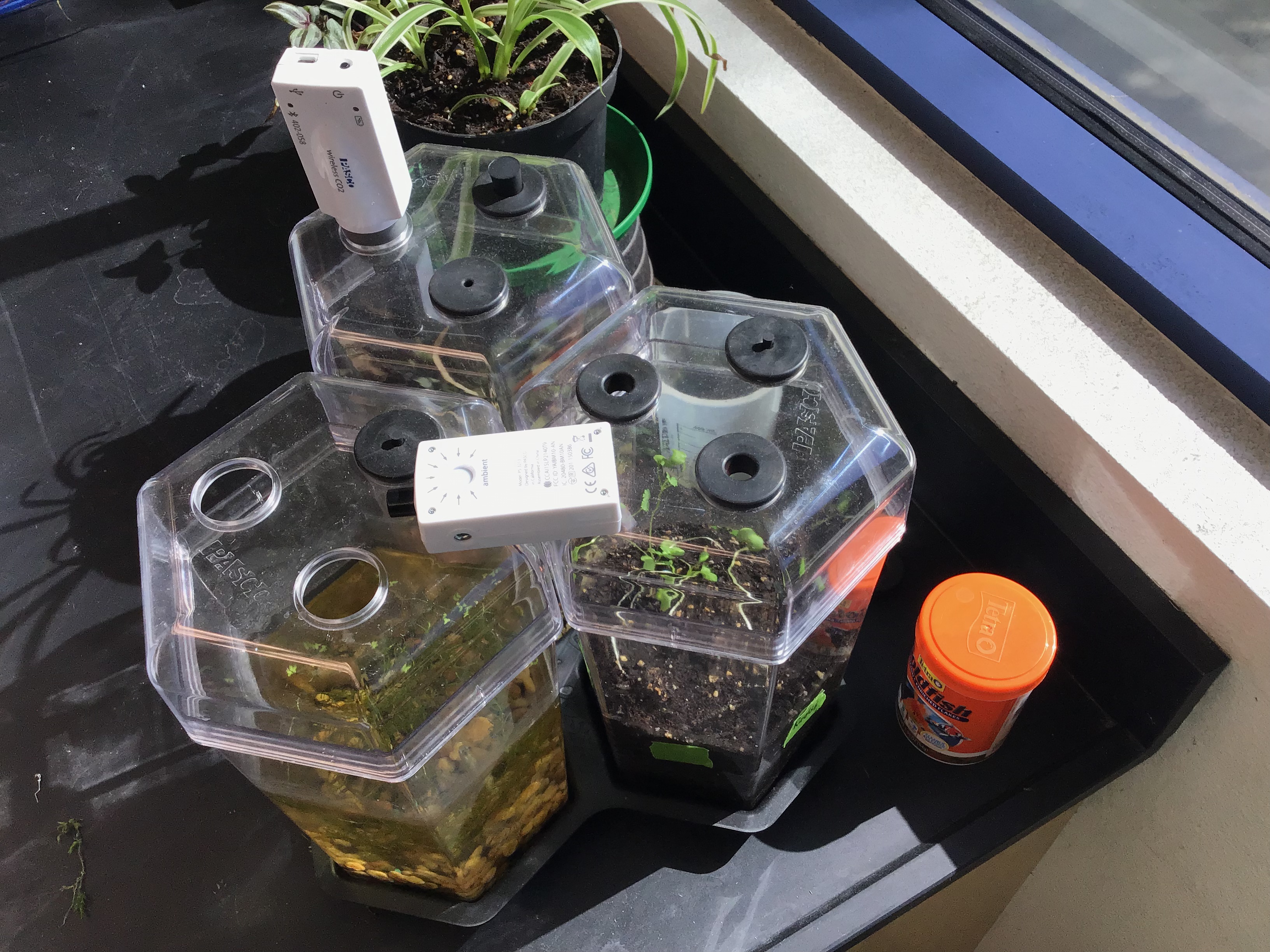 Ecocolumn Fish-"O Happy Day!" - Teaching AP® Science