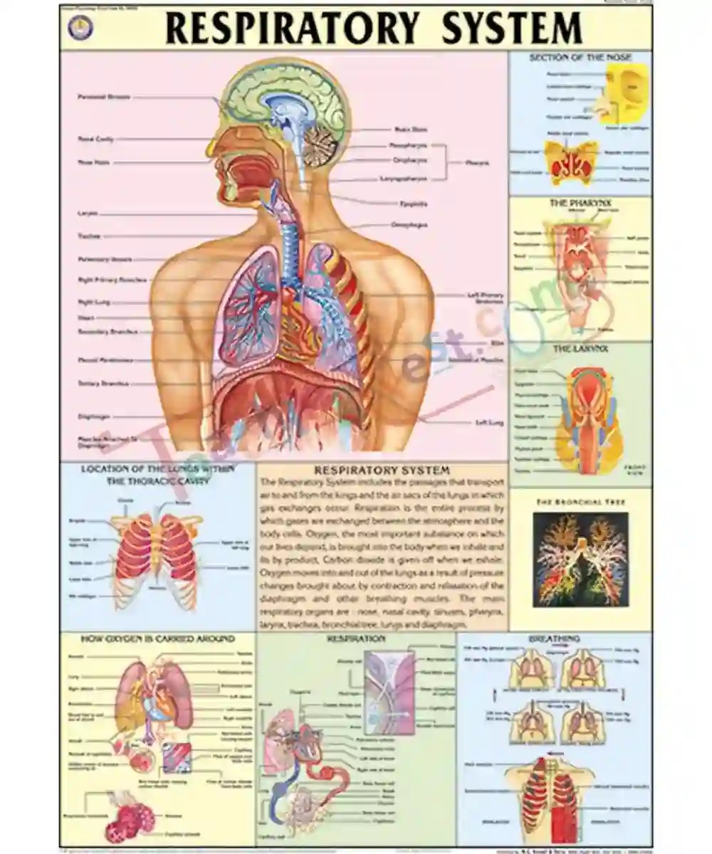 The Respiratory System Chart – Synthetic, Wall Sticking - TeachingNest