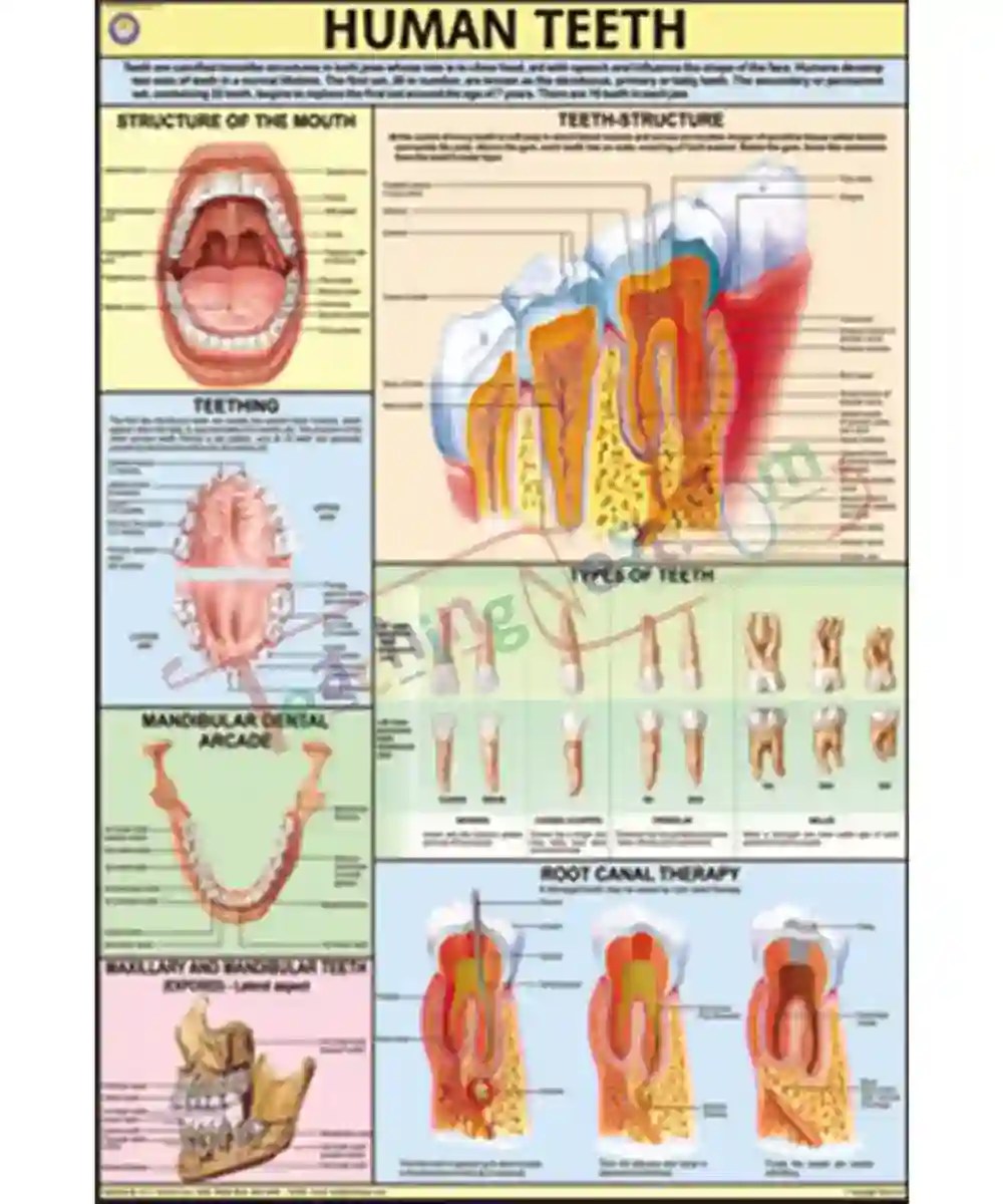 Human Teeth Chart – Laminated, Wall Sticking - TeachingNest