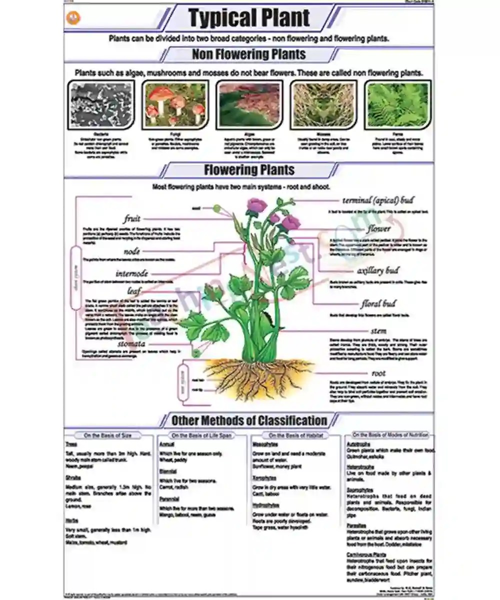 Typical Plant Chart – Laminated, With Rollers - TeachingNest