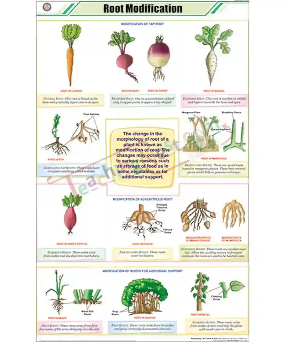 Root Modifications Chart – Laminated, With Rollers - TeachingNest