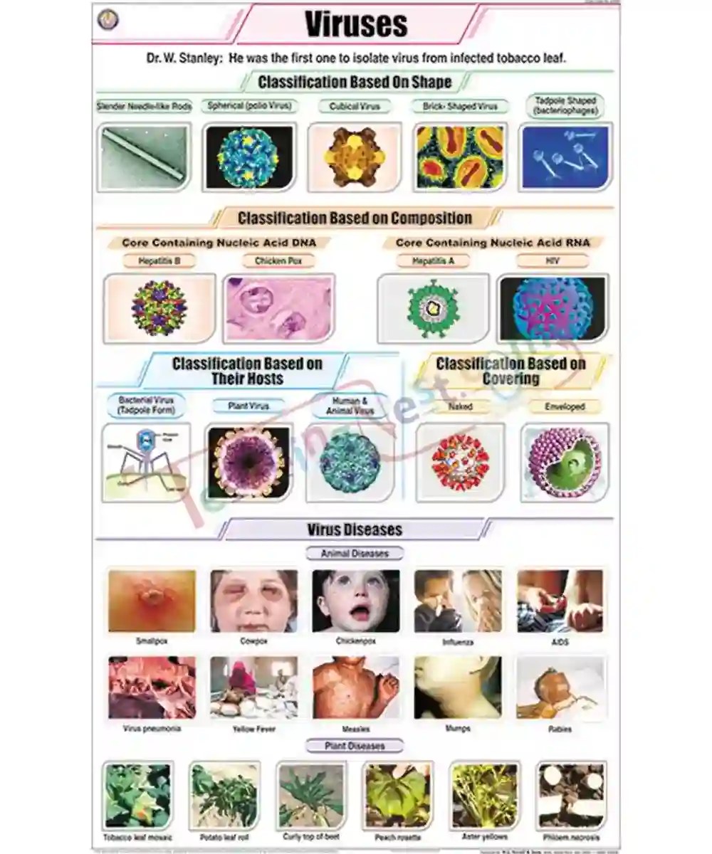 Viruses Chart – Laminated, With Rollers - TeachingNest