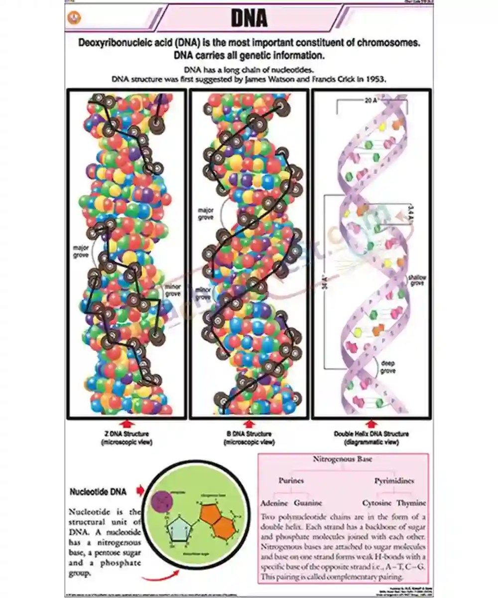 DNA Chart – Laminated, With Rollers – TeachingNest