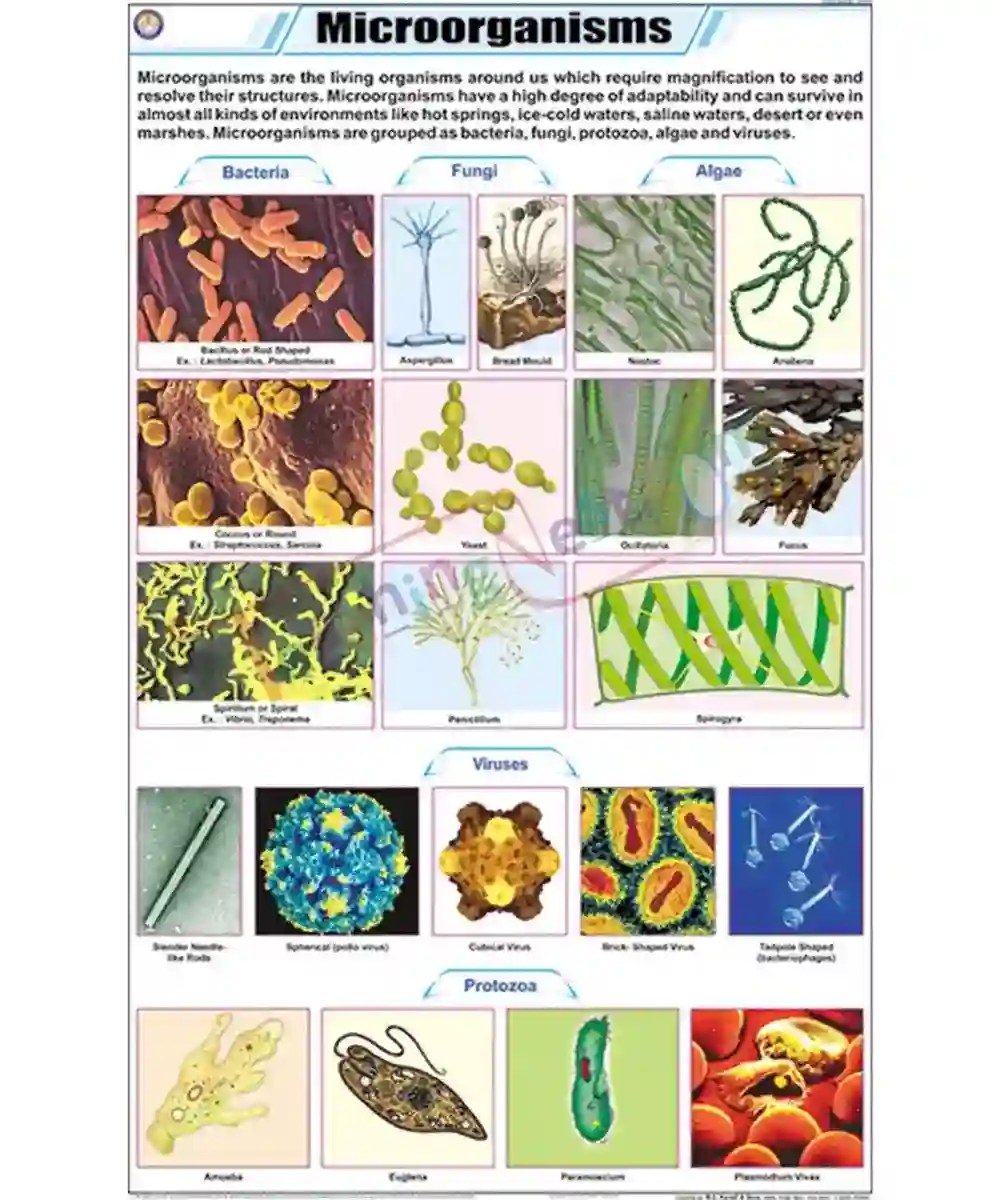 Microorganisms Chart – Laminated, With Rollers - TeachingNest