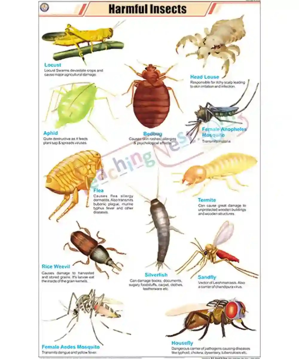 Harmful Insects Chart – Laminated, With Rollers - TeachingNest