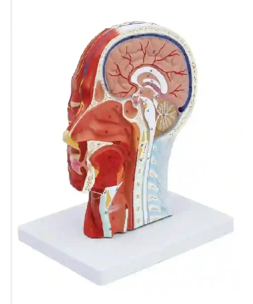 Half Head Model with Nerves & Vessels - TeachingNest