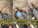 ब पर अजगर न क ल म णस वर हल ल प य ल म रल व ळख आण श वट Video