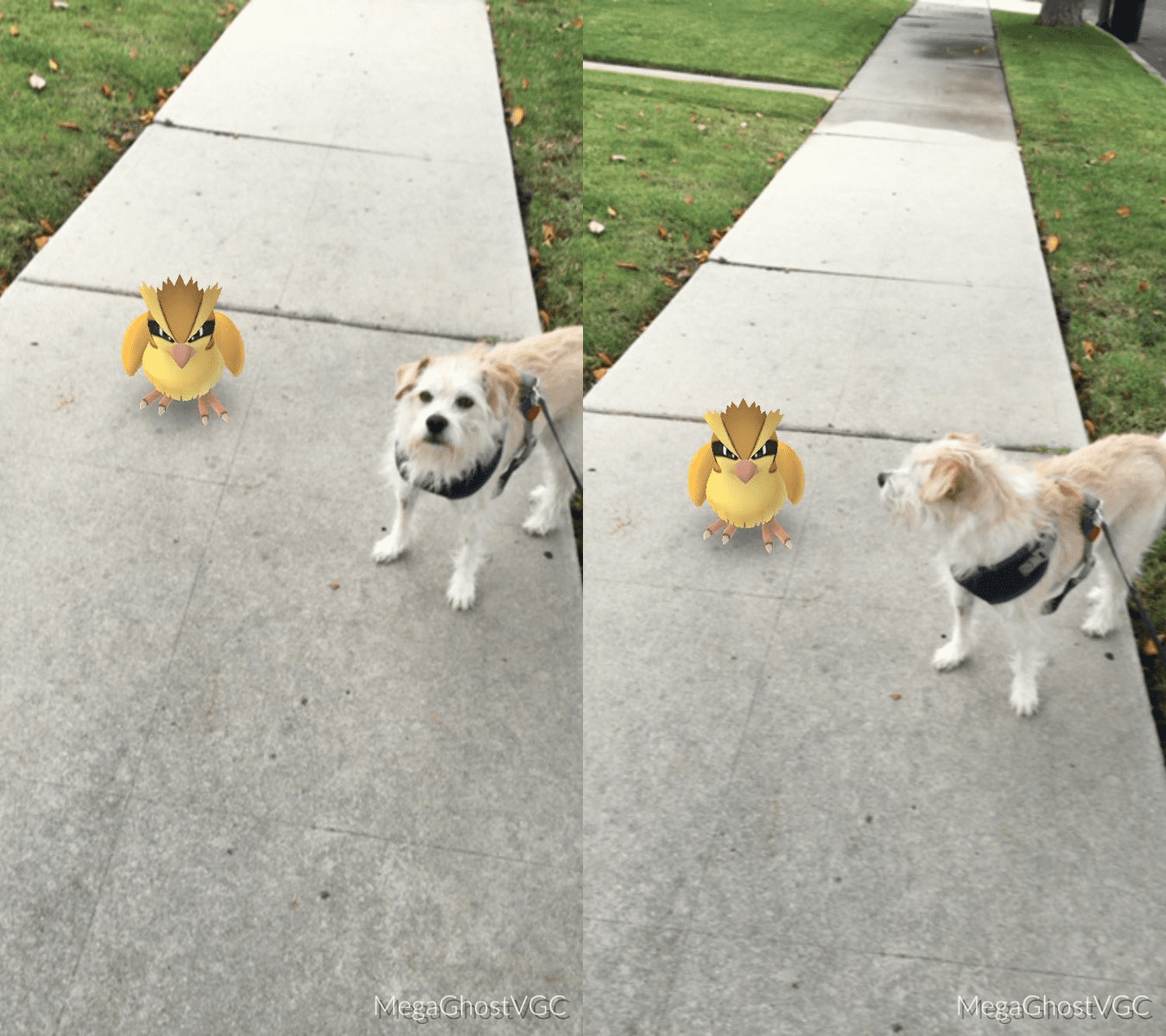 These Photos Prove Animals Sort of See Pokemon Go AR Characters