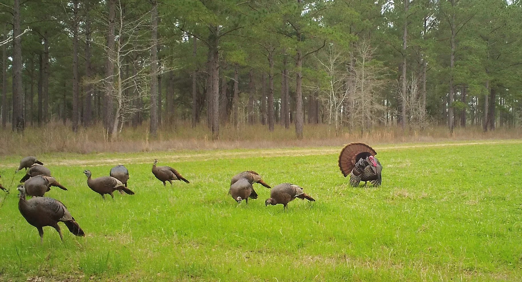 Tips For Food Plot Management For Turkeys Tecomate