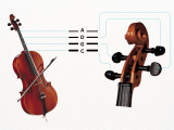 Cello String Notes Mastering The Basics For Beginners Ted S List