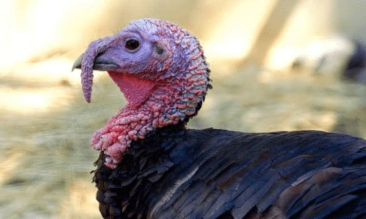 Nearly 15,000 turkeys were slaughtered