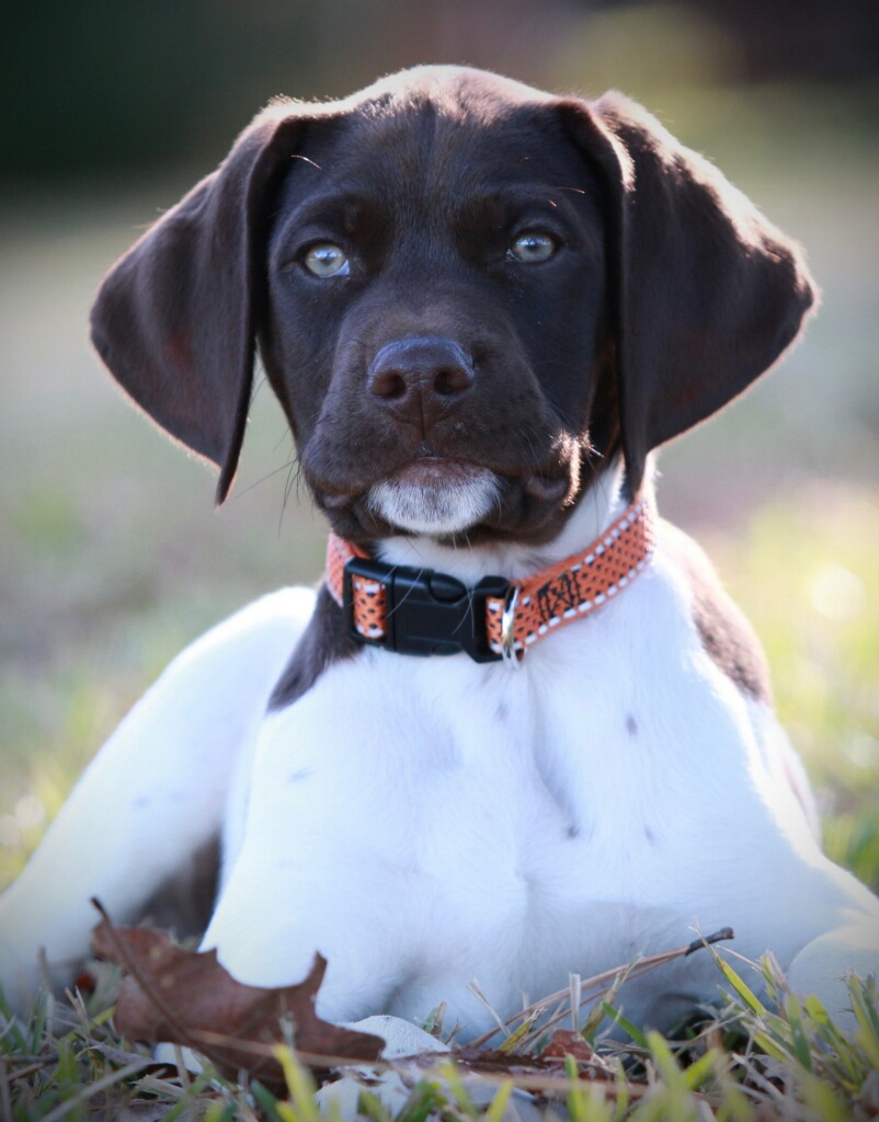 Gallery – Texas GSP Ranch