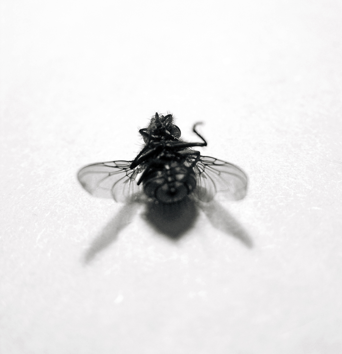 7 Dead Fly Close-ups
