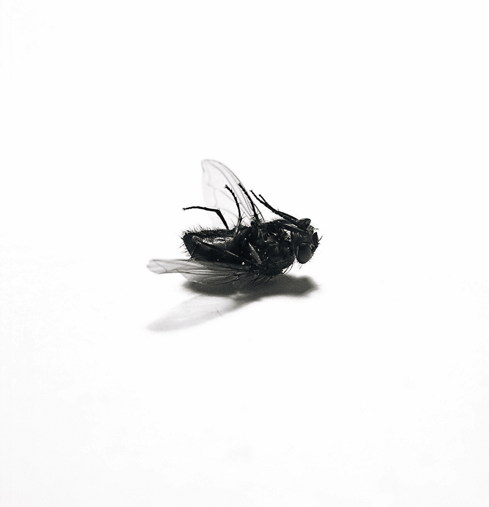 7 Dead Fly Close-ups