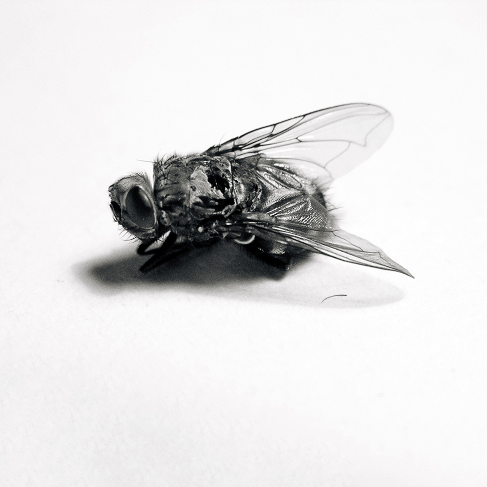 7 Dead Fly Close-ups