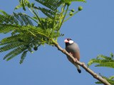 Javasparrowp