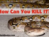 How To Survive A Python Attack What To Do Thailandsnakes