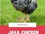 Java Chicken Breed A Comprehensive Guide Thank Chickens