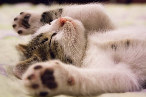 Rowwise Operations On Data Frames With Purrrs Pmap Function In R