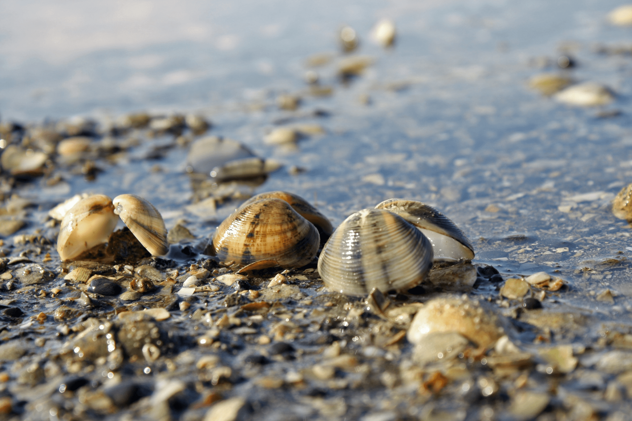 Retelling Botticelli's The Birth of Venus - THATMuse