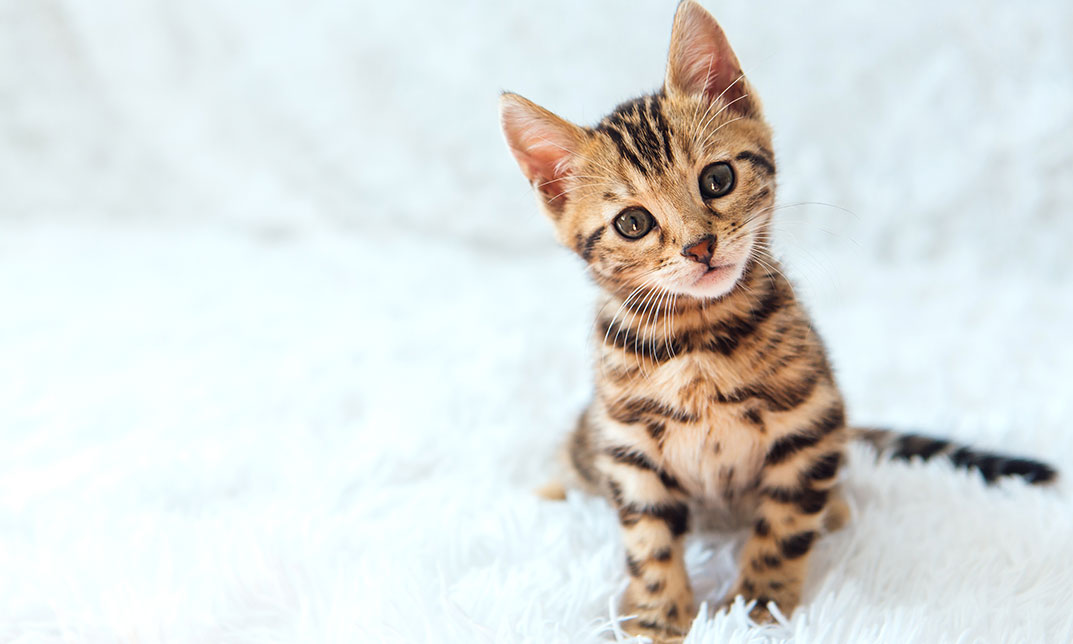 Understanding Feline Behaviour – The Animal Care