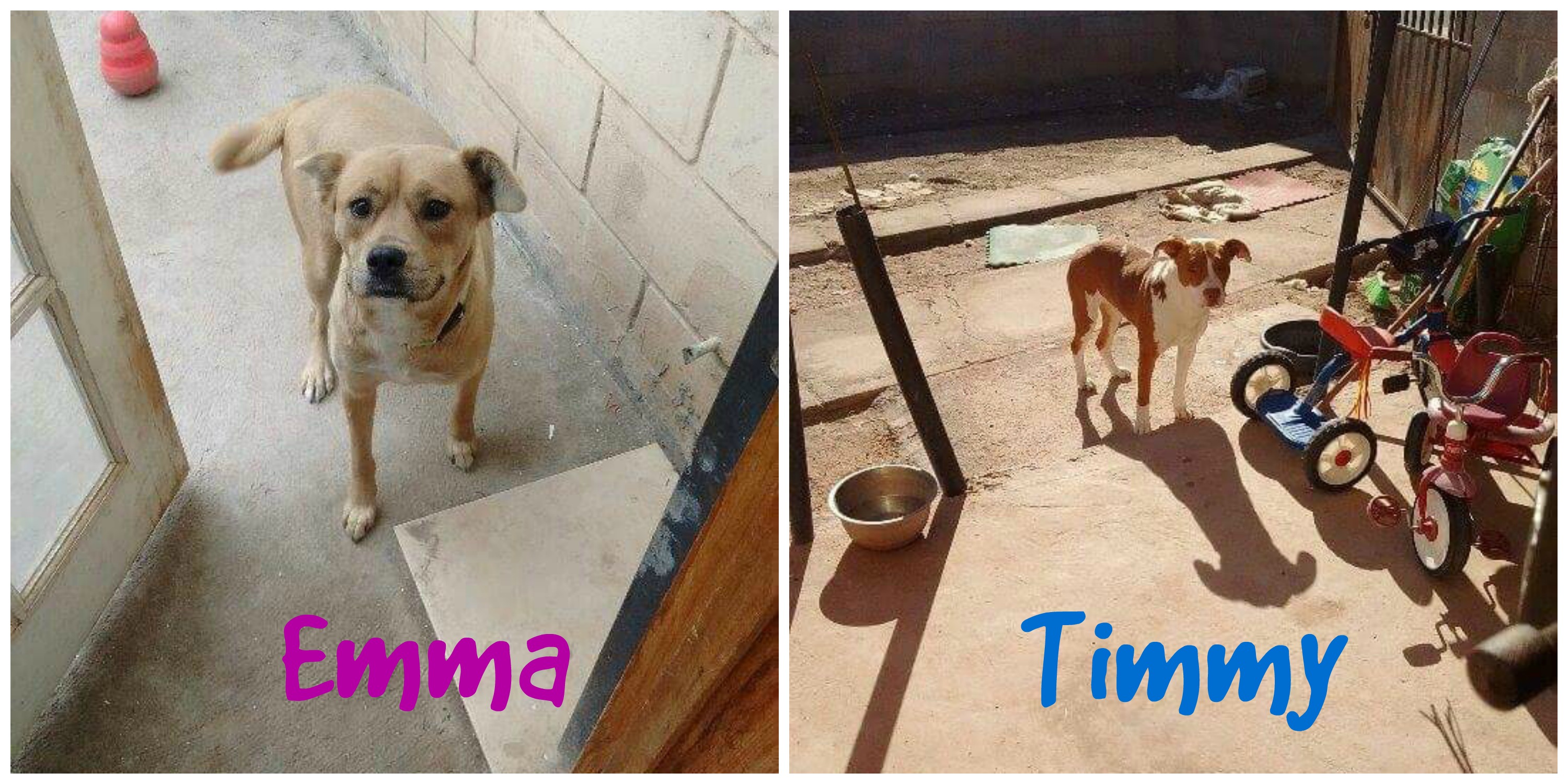 Emma and Timmy need a home or rescue (Video) – The ARRA