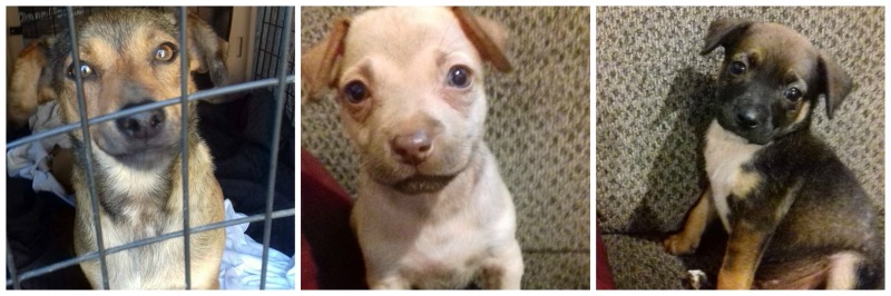 Mama dog and puppies saved by headstrong determined animal rescuers ...