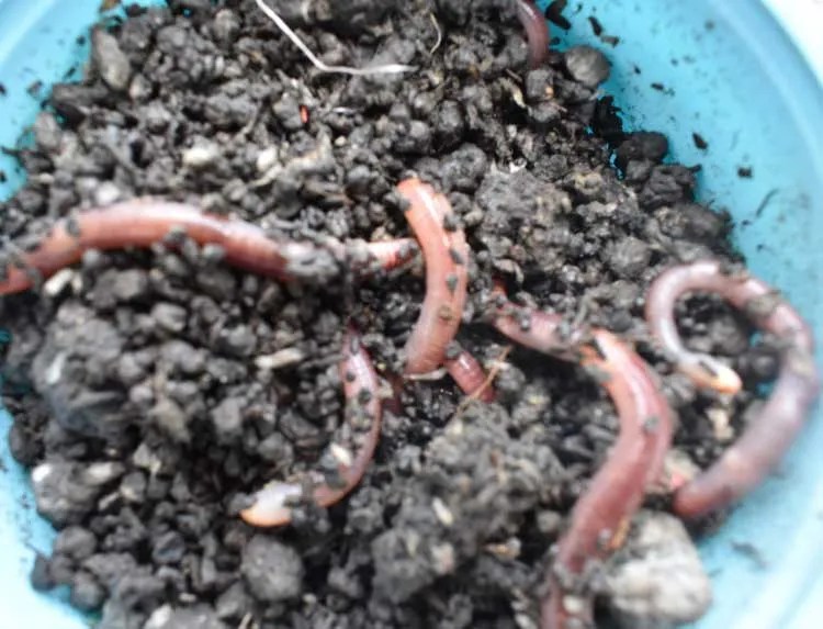 Angle Worm - The Bait Stop, LLC