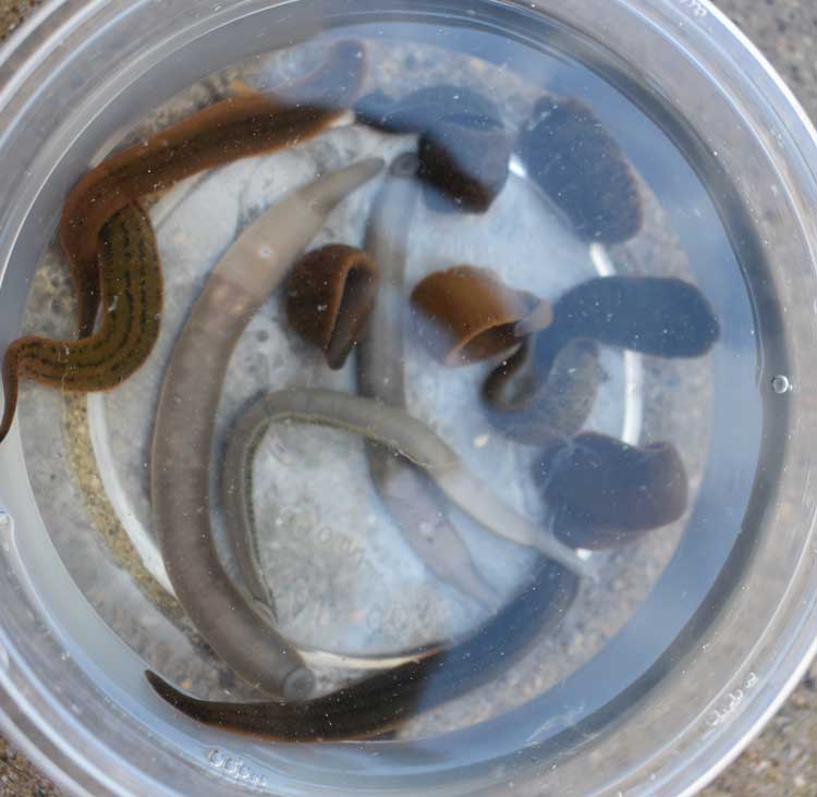 Medium Leeches - The Bait Stop, LLC