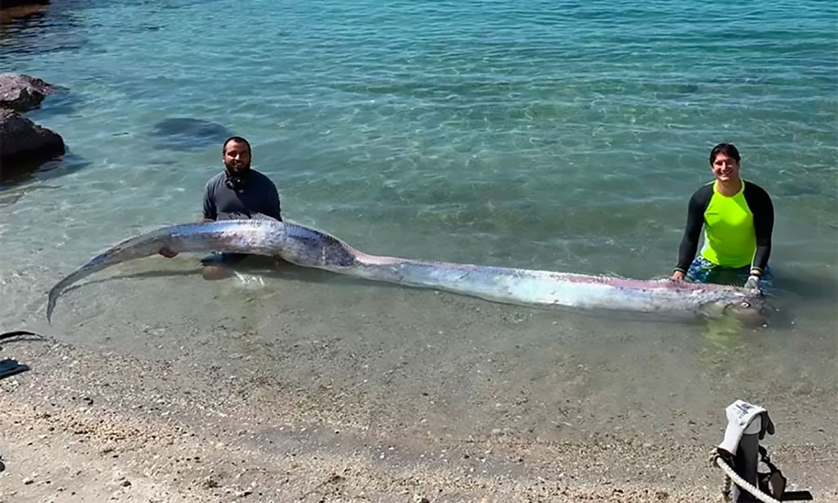 Ten Feet Oarfish Appears In Pichilingue Beach Near La Paz, In Japan It ...