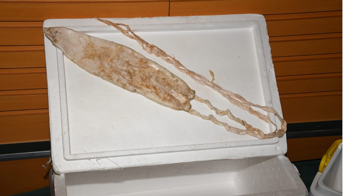 More expensive than cocaine, totoaba bladder is still big business for ...