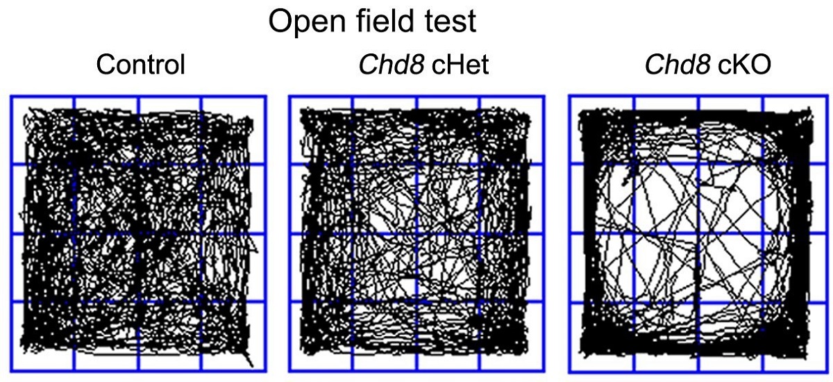 Closer Study of Major Autism Gene Suggests Possible Treatment Approach ...