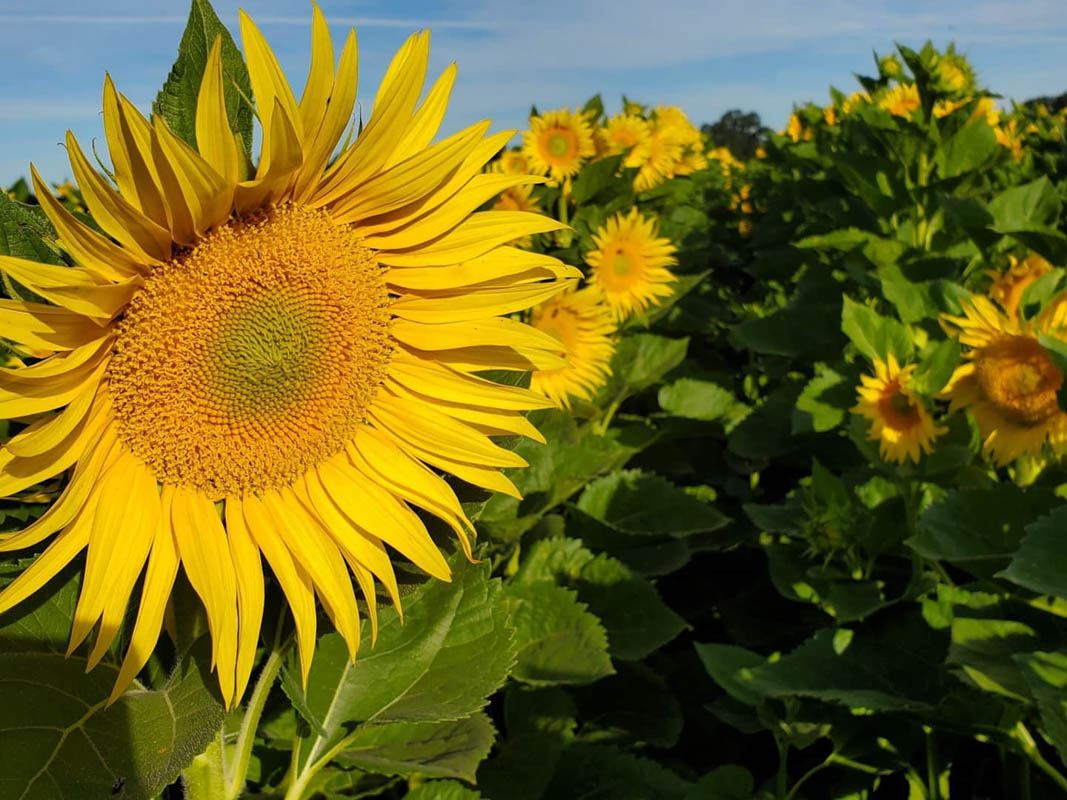19 Sunflower Fields in California I San Diego and Surrounds