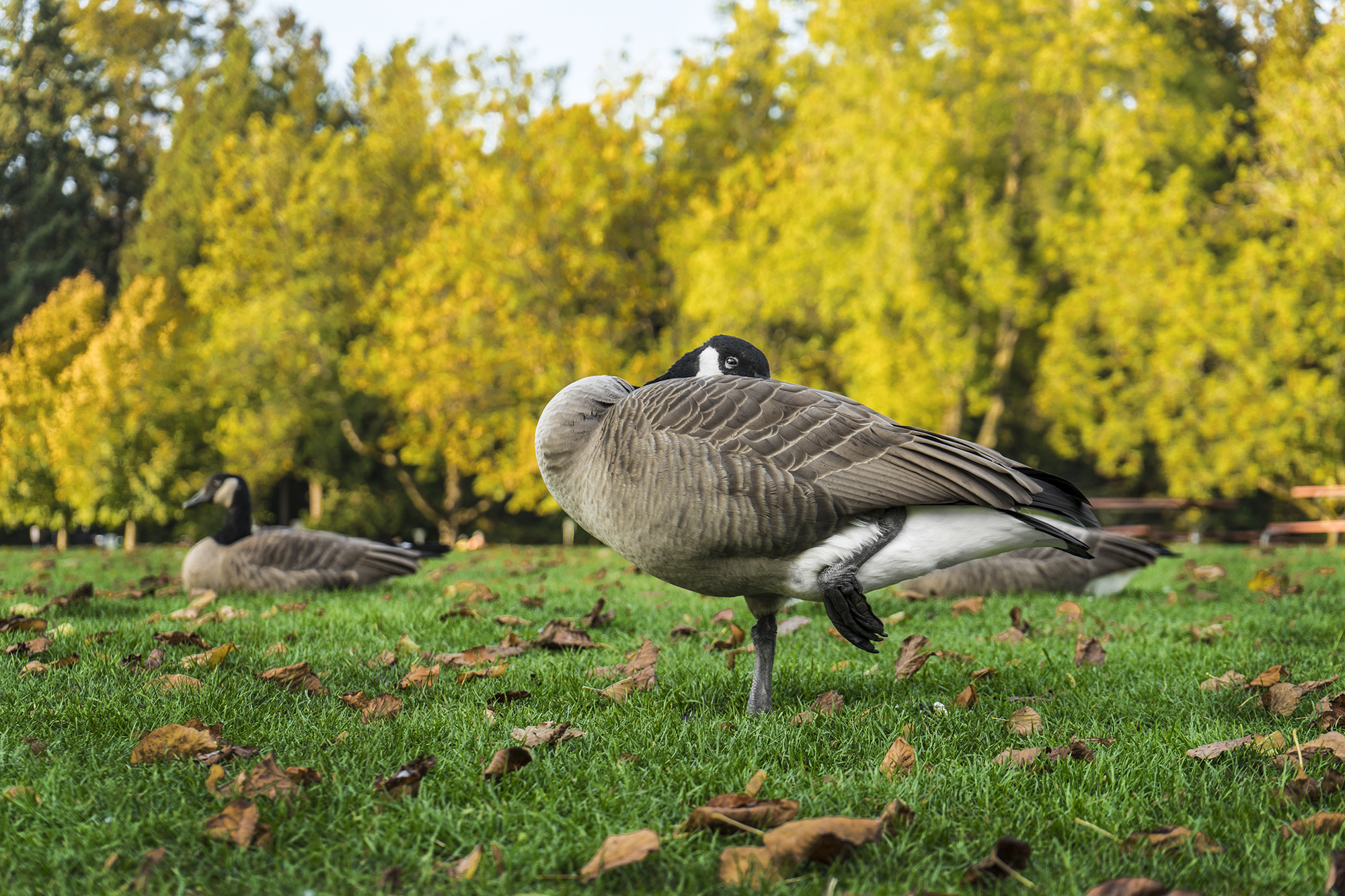 How does the Canada Goose know where to migrate? – The Bug Count