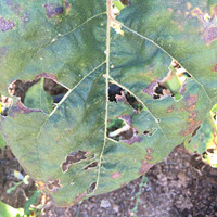 How to Get Rid of Grasshoppers in the Garden