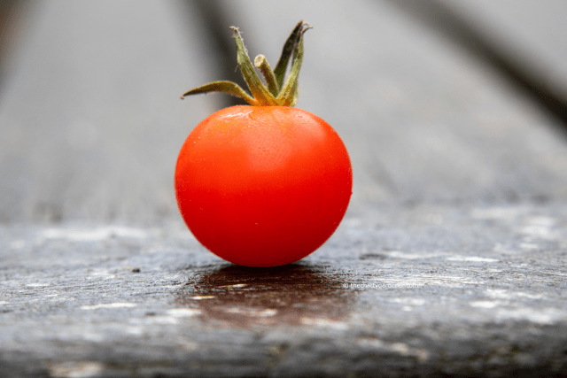 2021 Tomato Trials - the Results - The Chatty Gardener