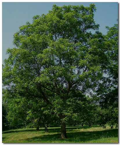 “Grazing” The Trees On Your Garden Farm | The Contrary Farmer