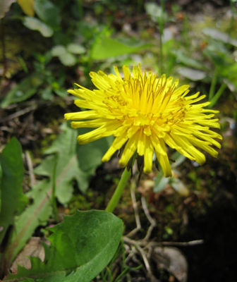 Herbal Fact Sheet: Dandelion - The Creative Cottage