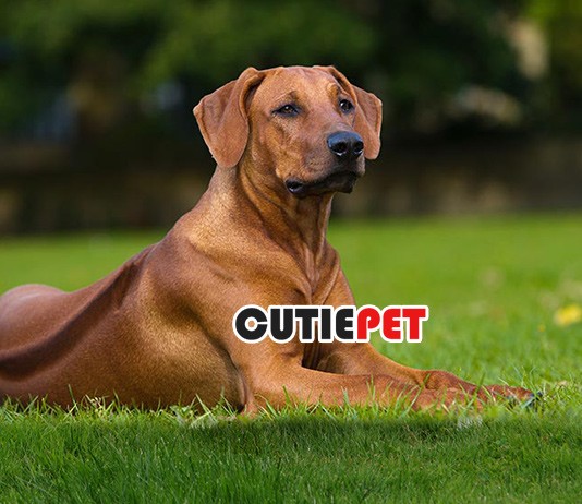 Do You Know About The Rhodesian Ridgeback Dog's Pros and Cons?