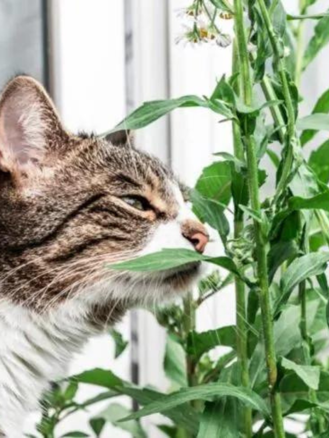 8 Tips To Keep Cats Away From Houseplants Story The Discerning Cat 8-tips-to-keep-cats-away-from-houseplants-story-the-discerning-cat