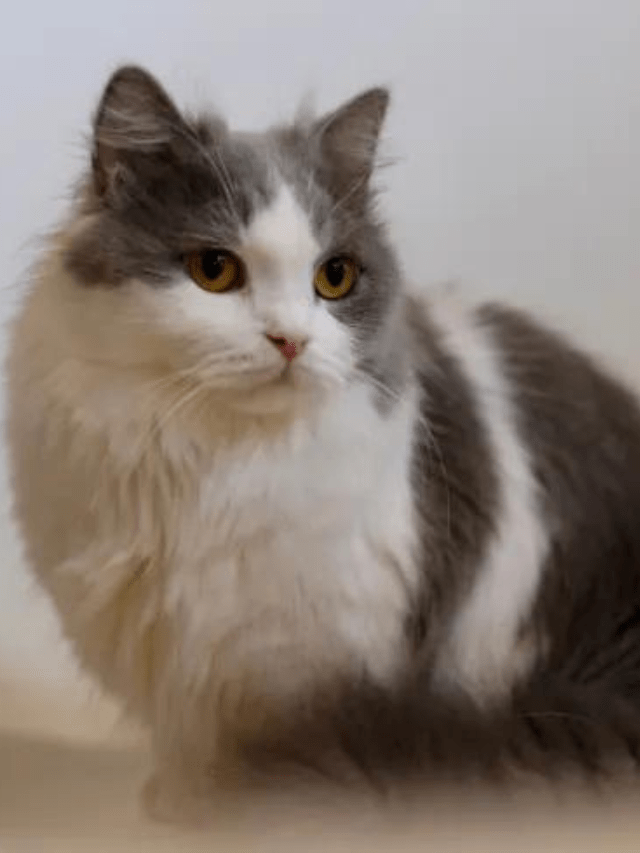 Napoleon Cat: 13 Things You Need to Know About the Cute Minuet Cat ...