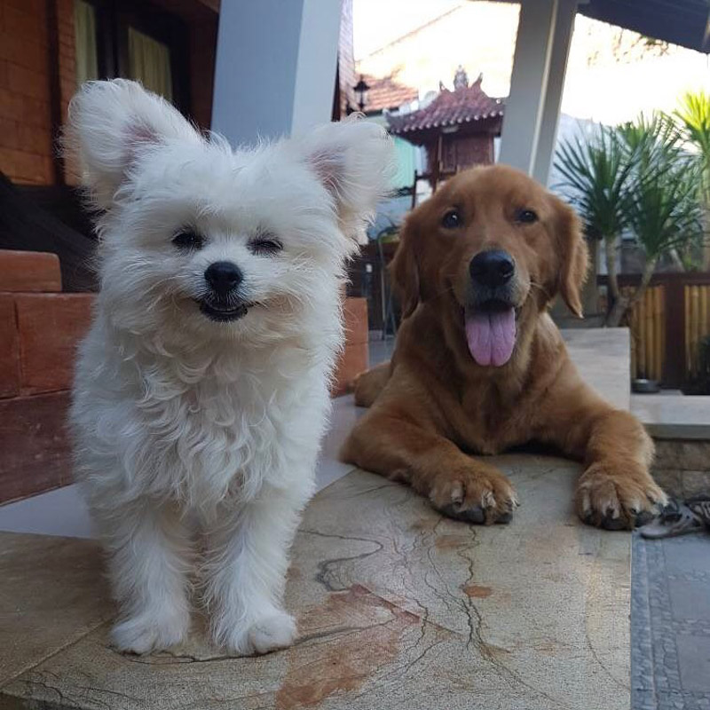 13 Things to Know about Pomapoo Dogs I Complete Guide