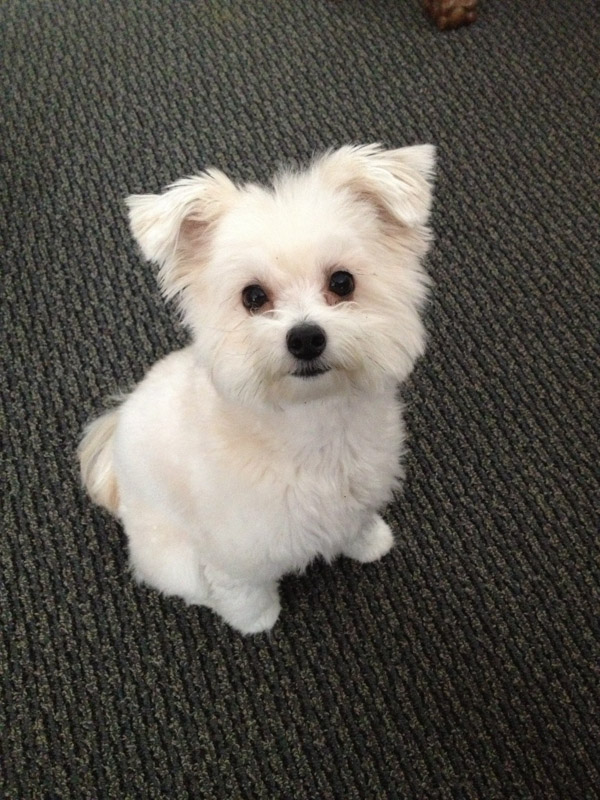 13 Things to Know about Pomapoo Dogs I Complete Guide