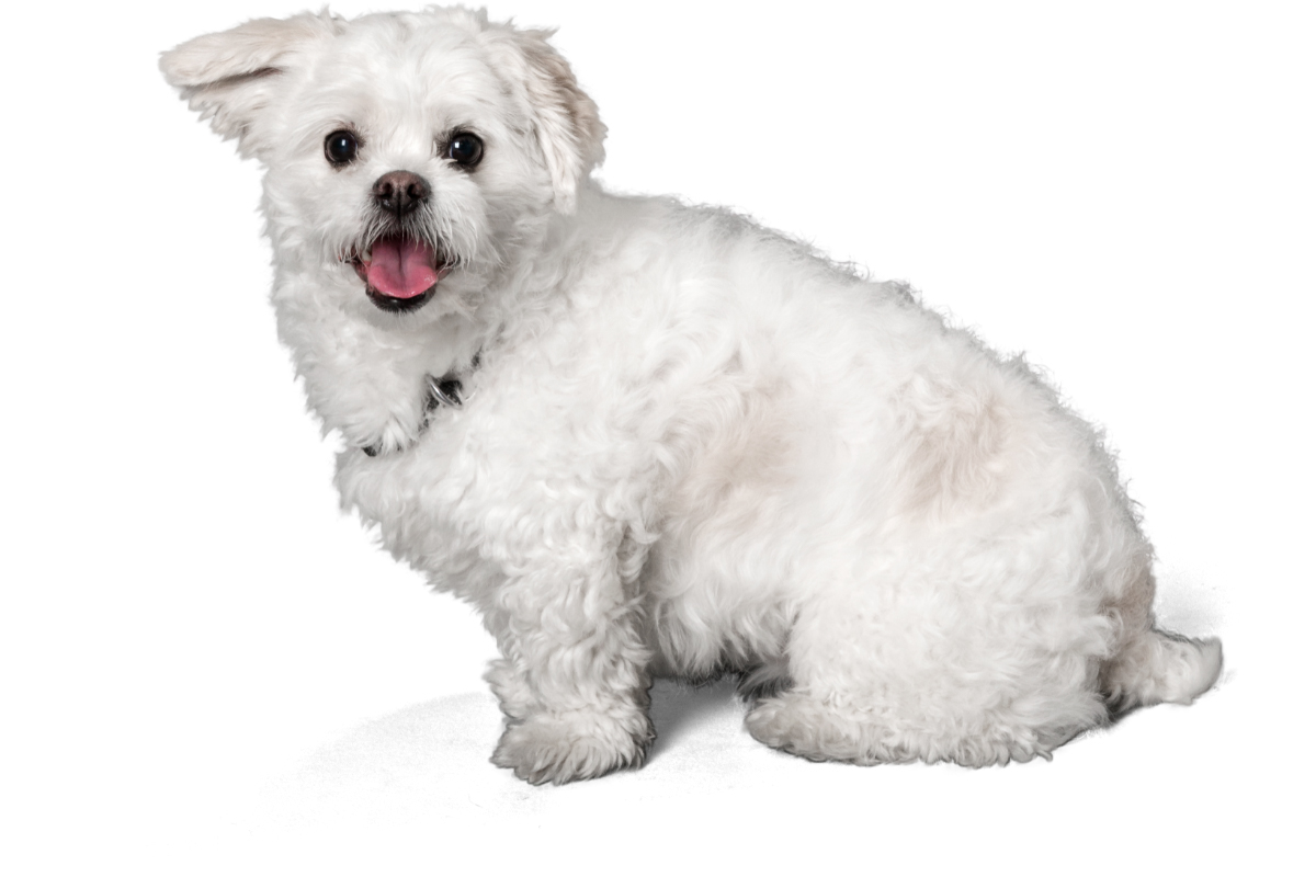 25 Best Poodle Mix Dogs You'll Love - Thedogsnobs